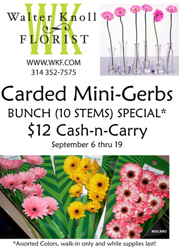 Carded Mini Gerbs Wholesale Special - Walter Knoll Florist