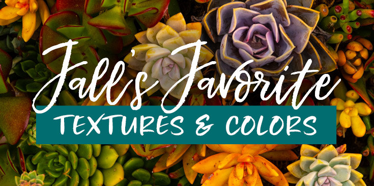 Fall's Intriguing Textures - Walter Knoll Florist