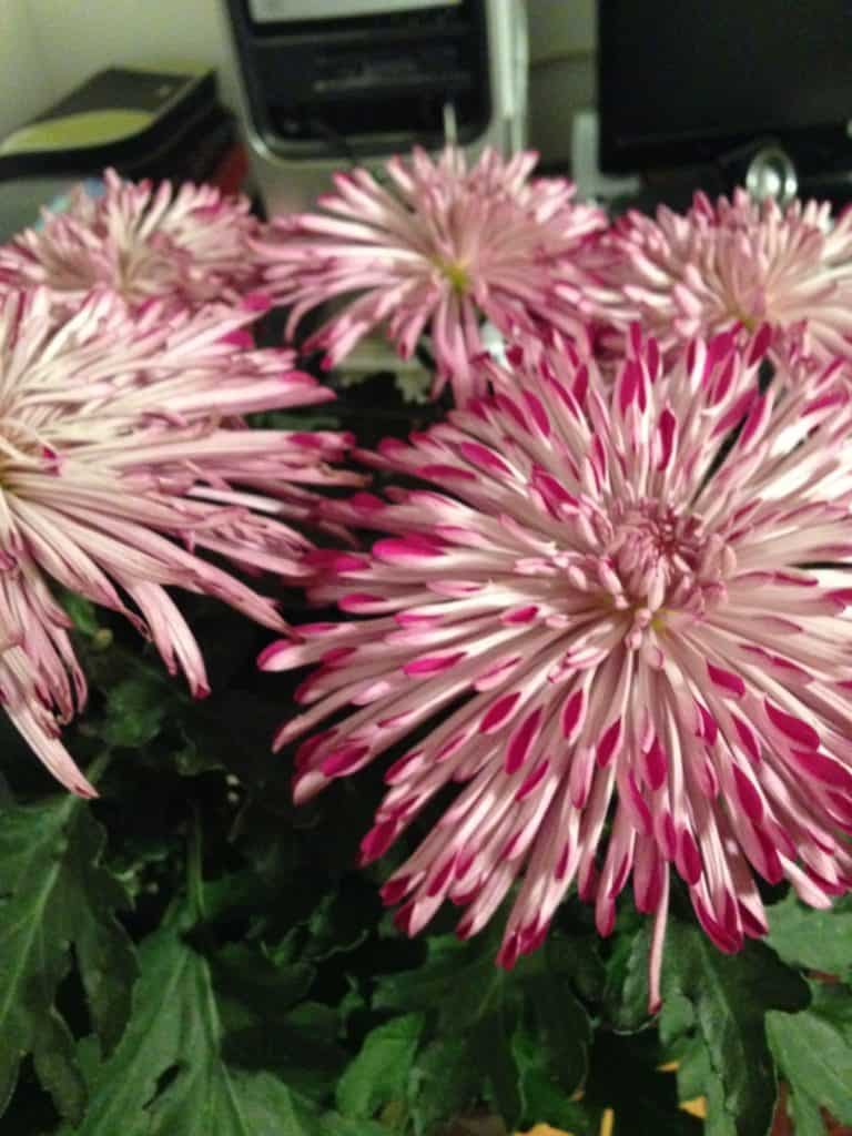 Add Fall Color to Your Home With Chrysanthemums - Walter Knoll Florist