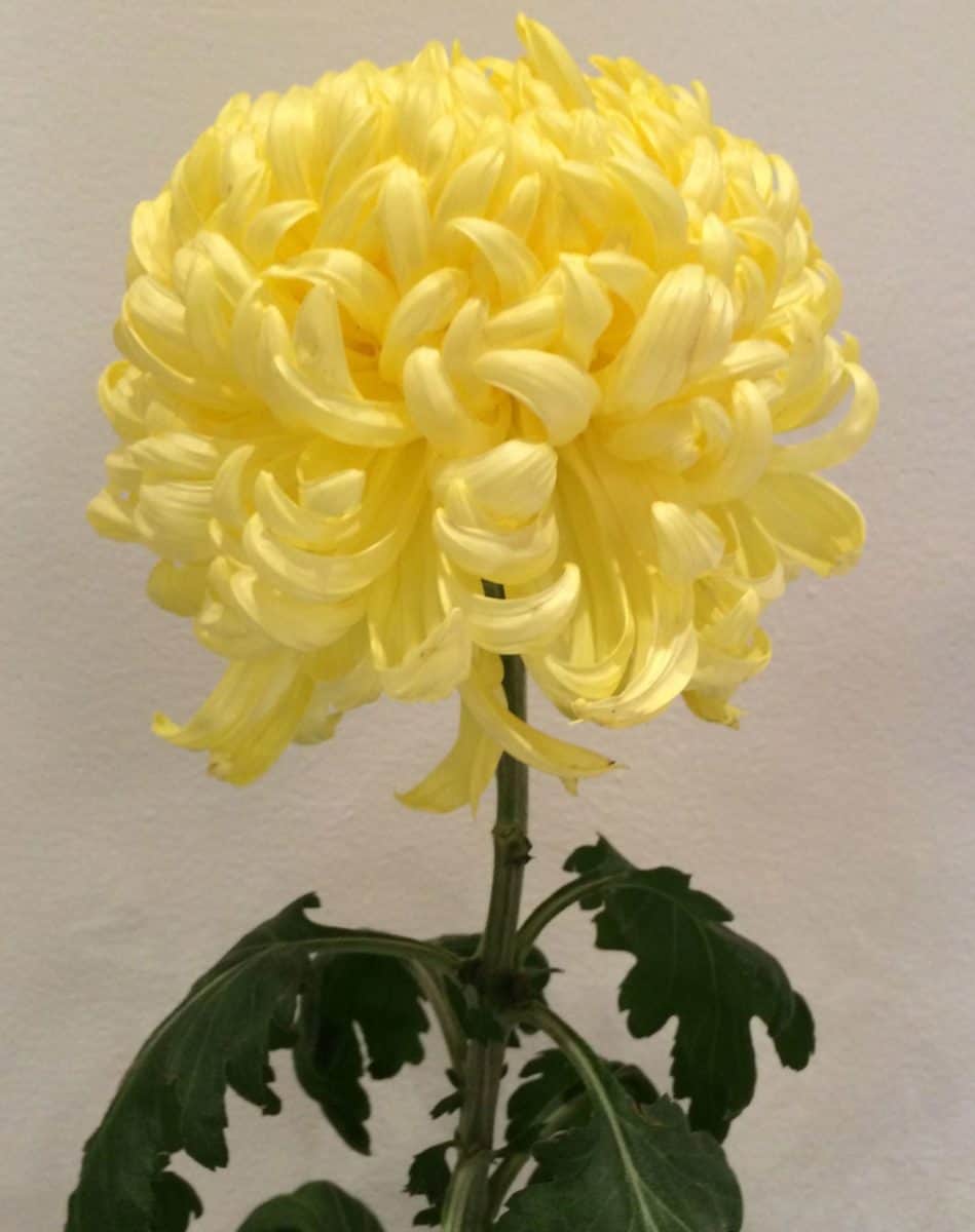 Add Fall Color to Your Home With Chrysanthemums - Walter Knoll Florist
