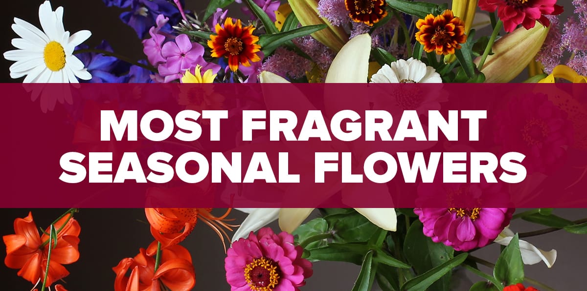 Our Favorite Fragrant Flowers - Walter Knoll Florist